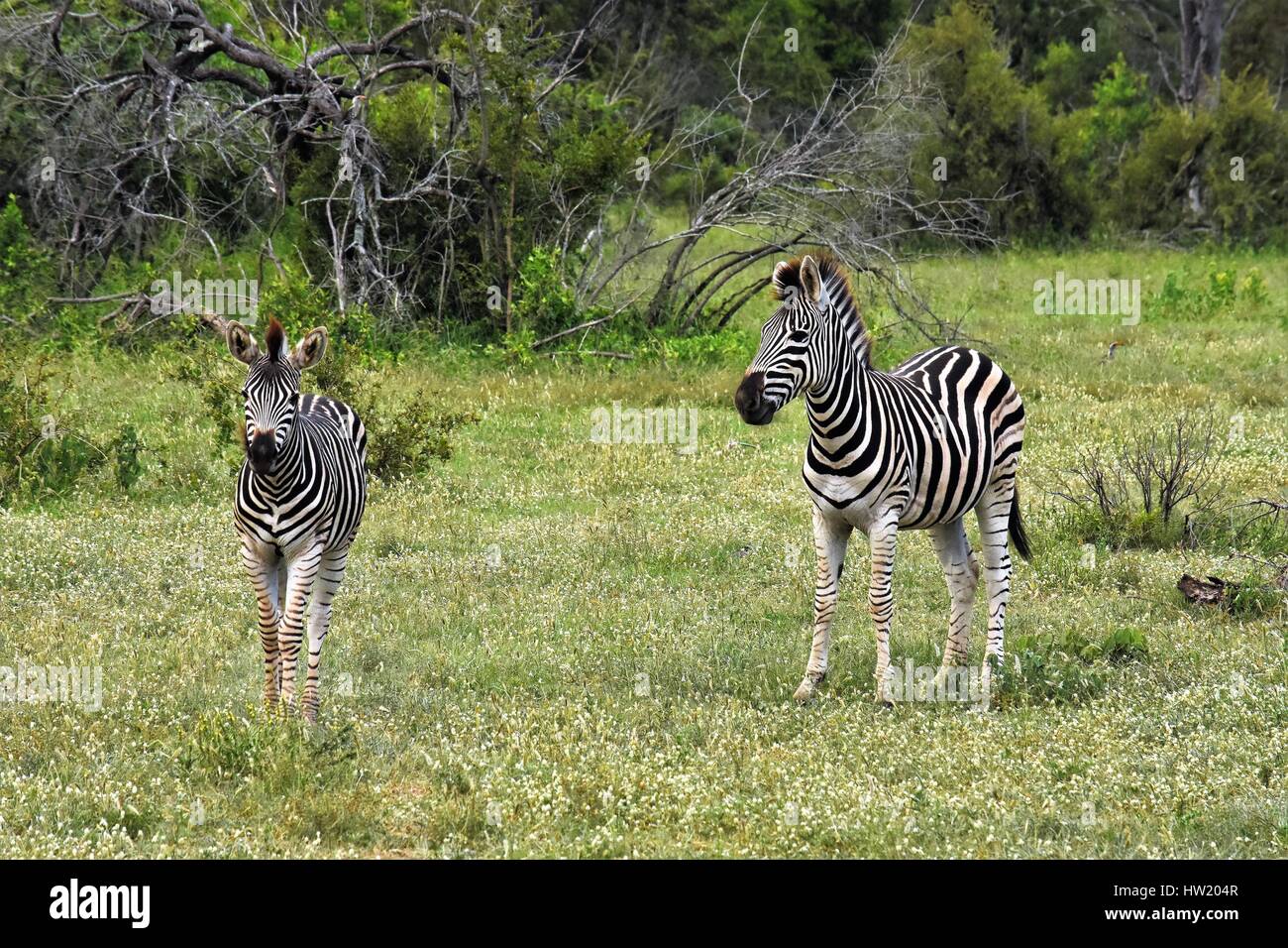 Zebra male and female hi-res stock photography and images - Alamy