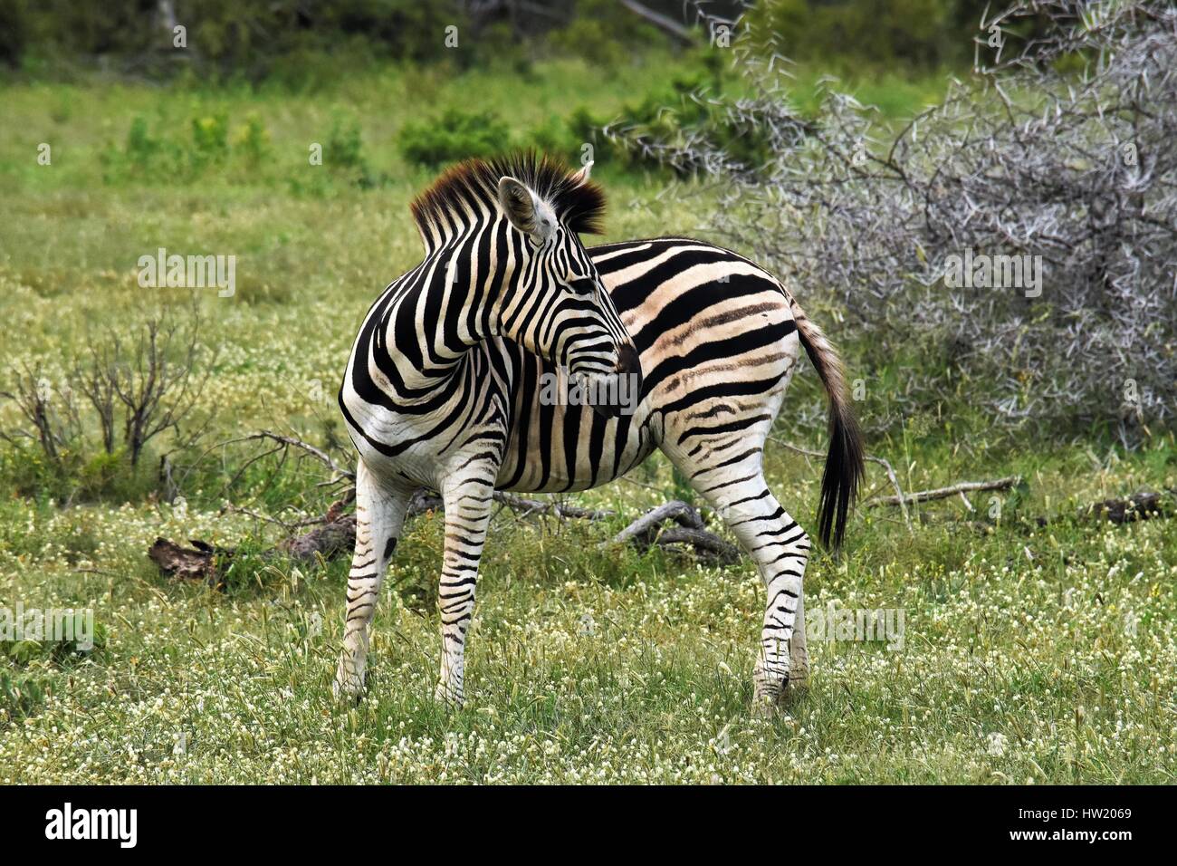 Zebra male and female hi-res stock photography and images - Alamy