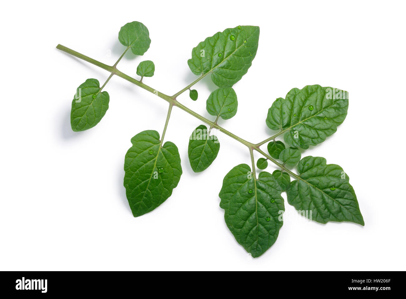 Compound tomato leaf (Solanum pimpinellifolium). Top view, clipping ...