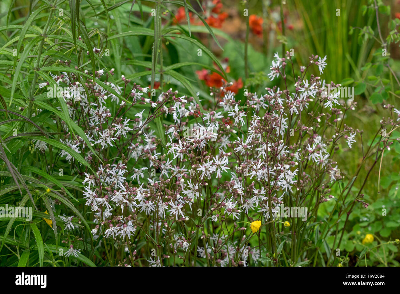Winner garden chelsea flower 2015 hi-res stock photography and images ...