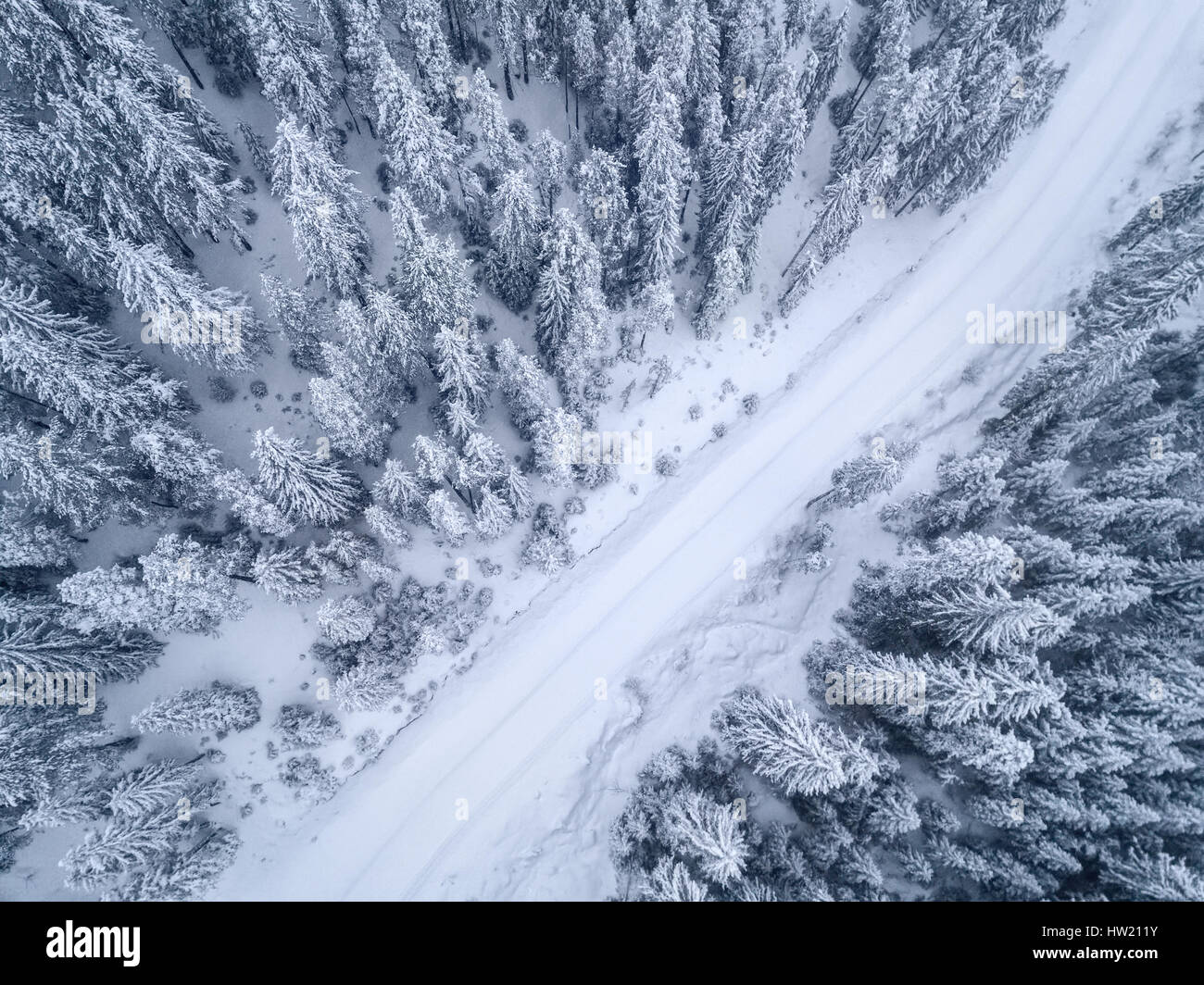 Birds eye view pine hi-res stock photography and images - Alamy