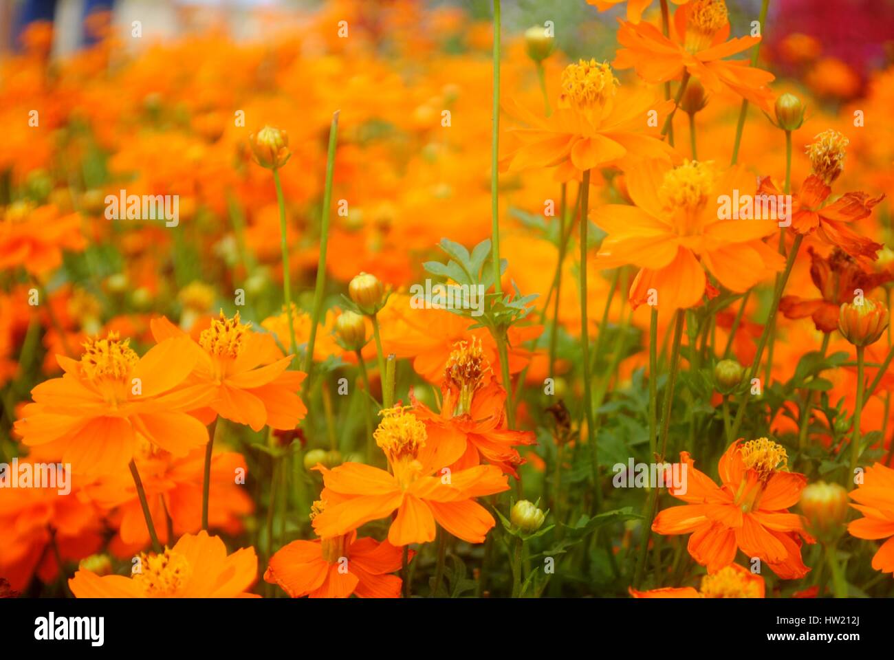 Philippines gardens and flowers hi-res stock photography and images - Alamy