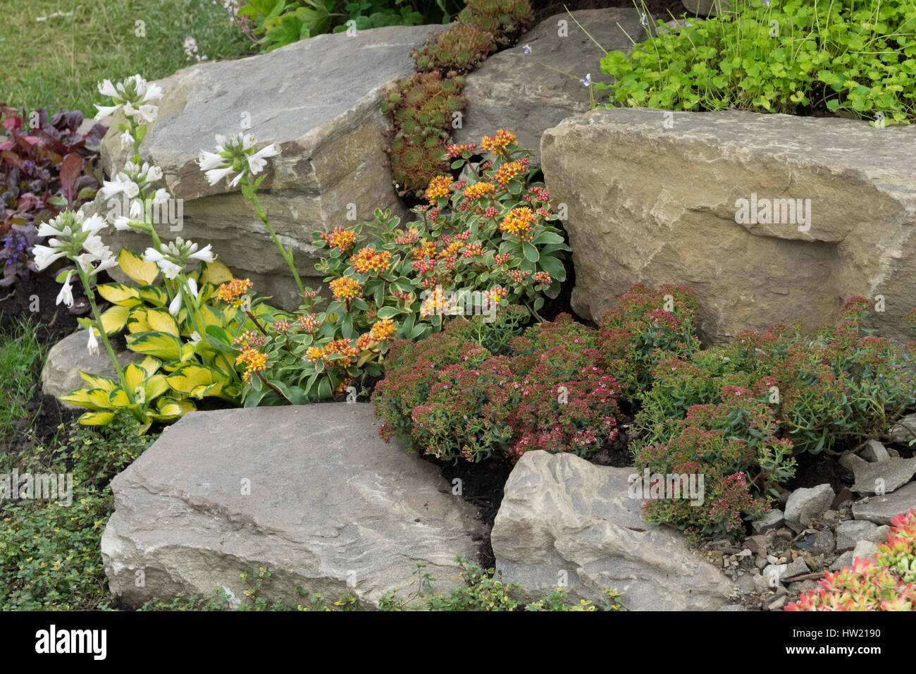 Garden rockery alpines hi-res stock photography and images - Alamy