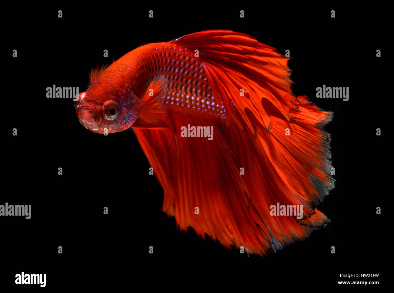 Swimming fish with long tail hi-res stock photography and images - Alamy