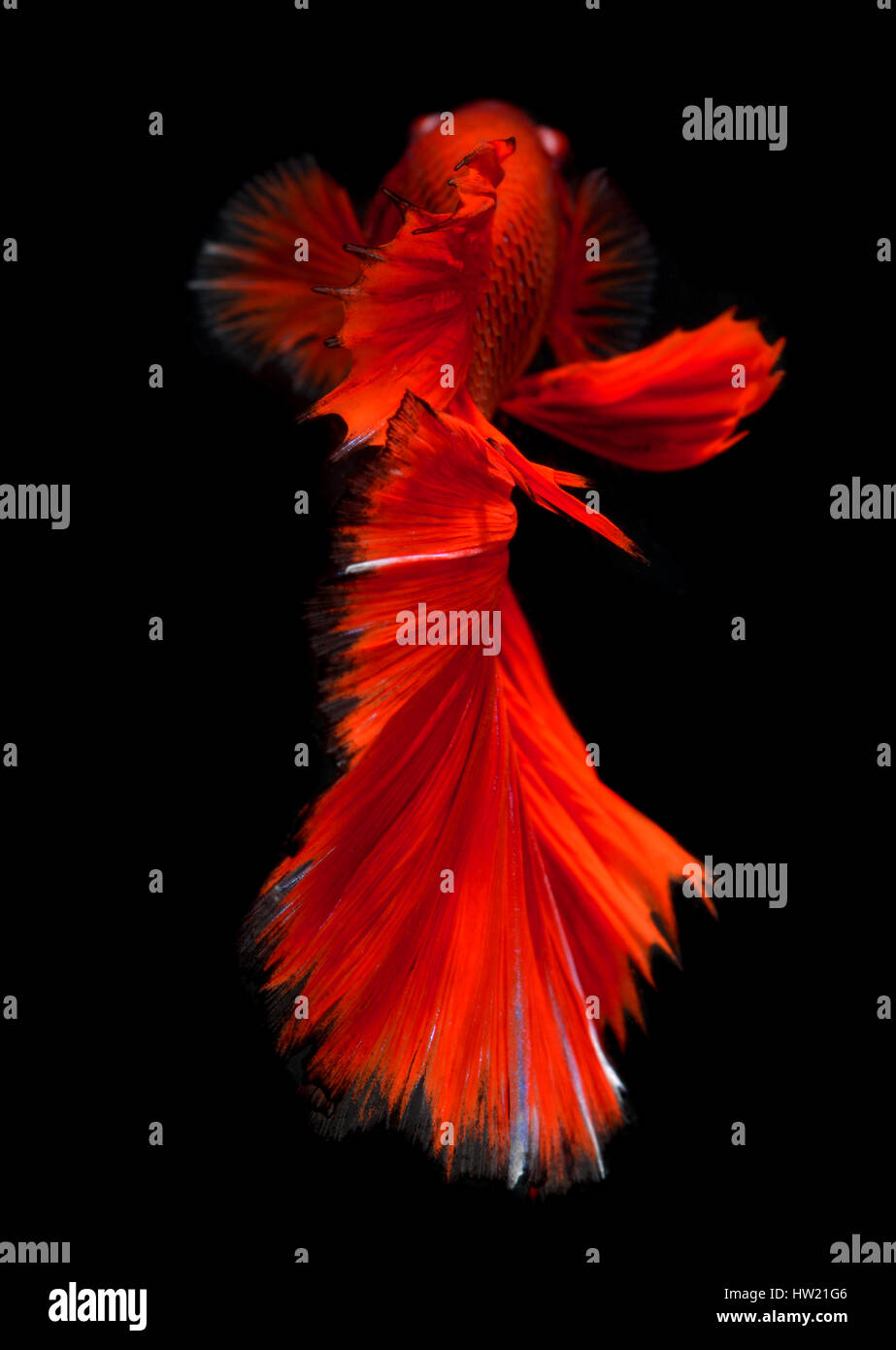 Action of Red haft moon long tail Betta fish or Siamese fighting fish ...