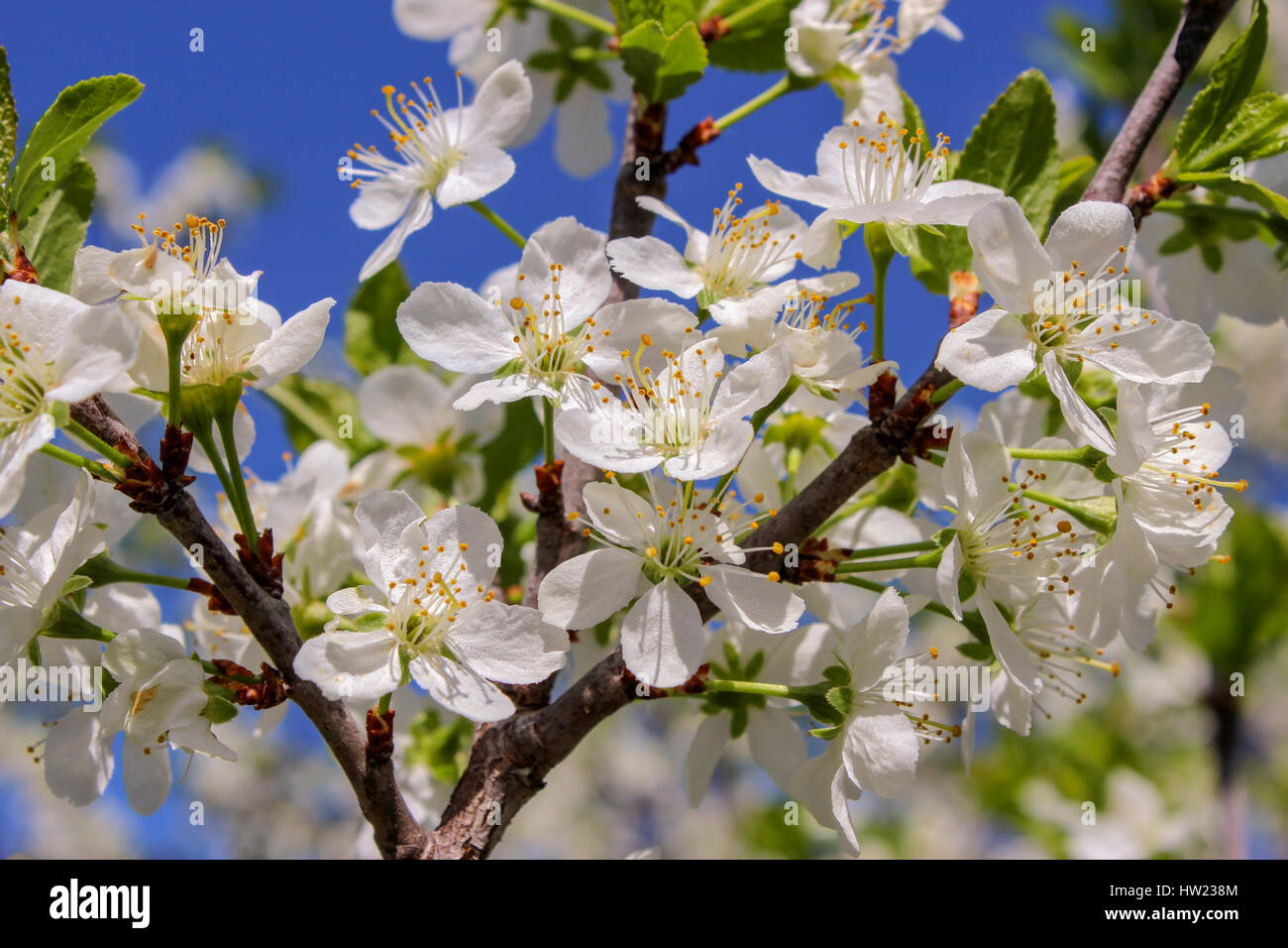 Flowering branch of cherry, blooming spring in the garden Stock Photo ...