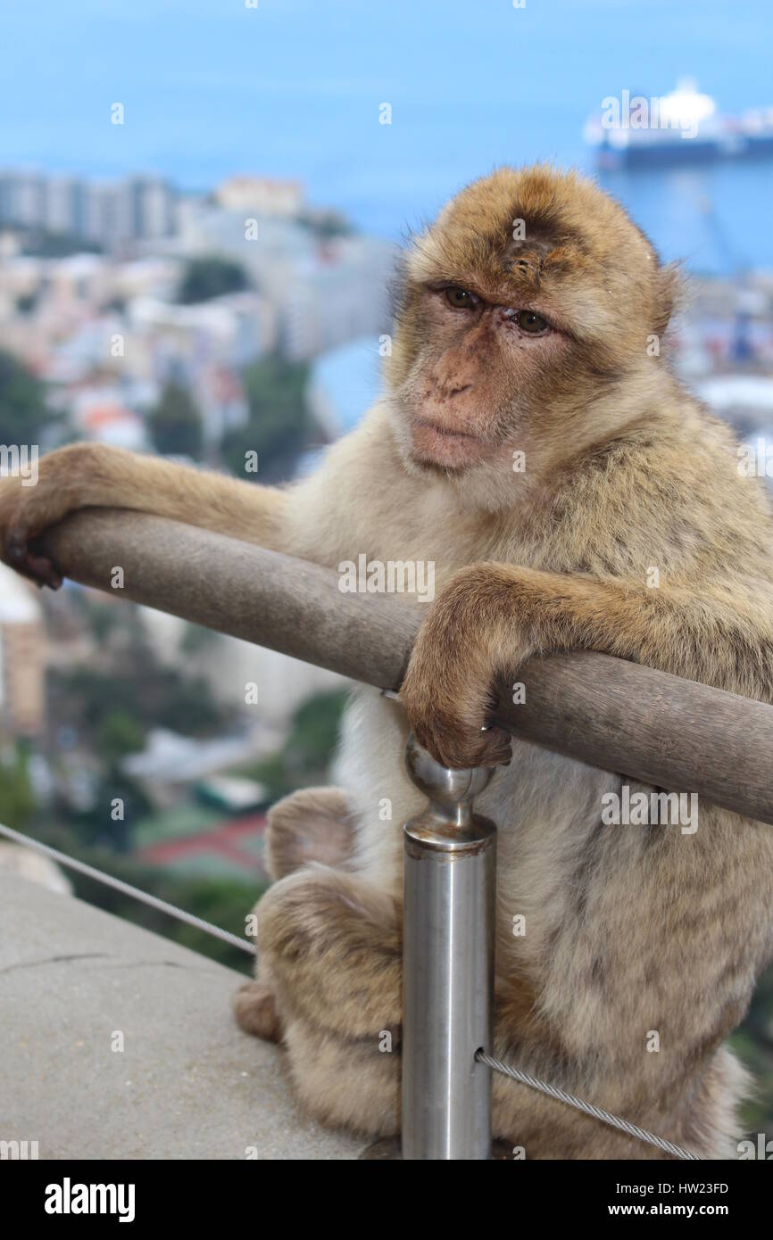 Thinking Gibraltar Macaque Stock Photo - Alamy