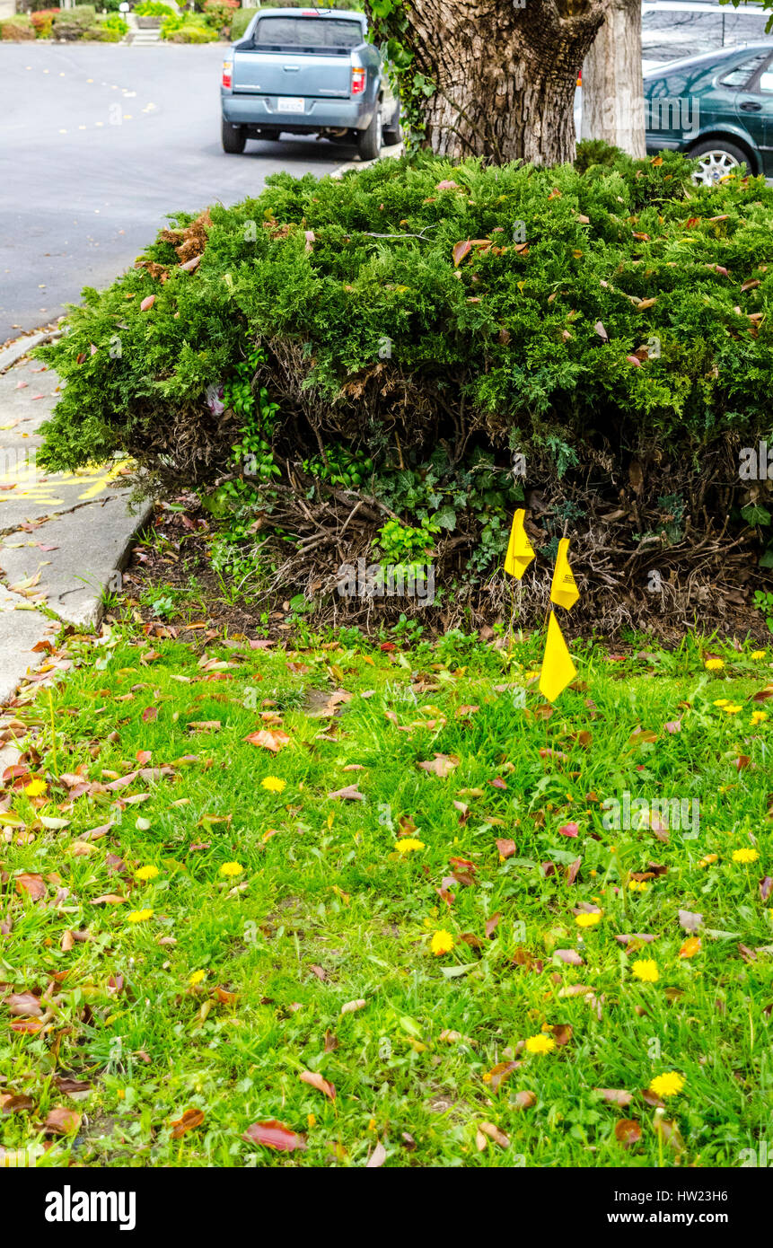 Paint marks and flags indicating buried utilities in a neighborhood in ...