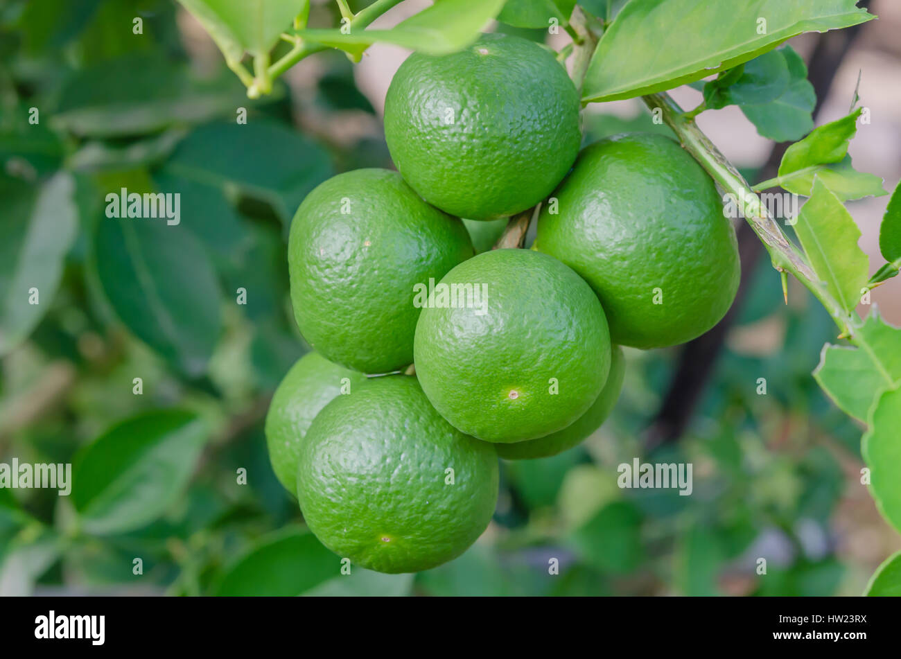 Lime green tree hanging from the branches of it Stock Photo - Alamy
