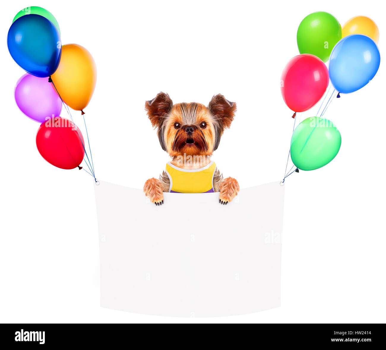 Funny dogs holding white banner and balloons Stock Photo - Alamy
