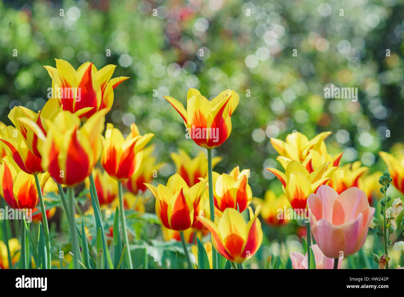 Beautiful Tulips blossom at Descanso Garden, Los Angeles, California ...