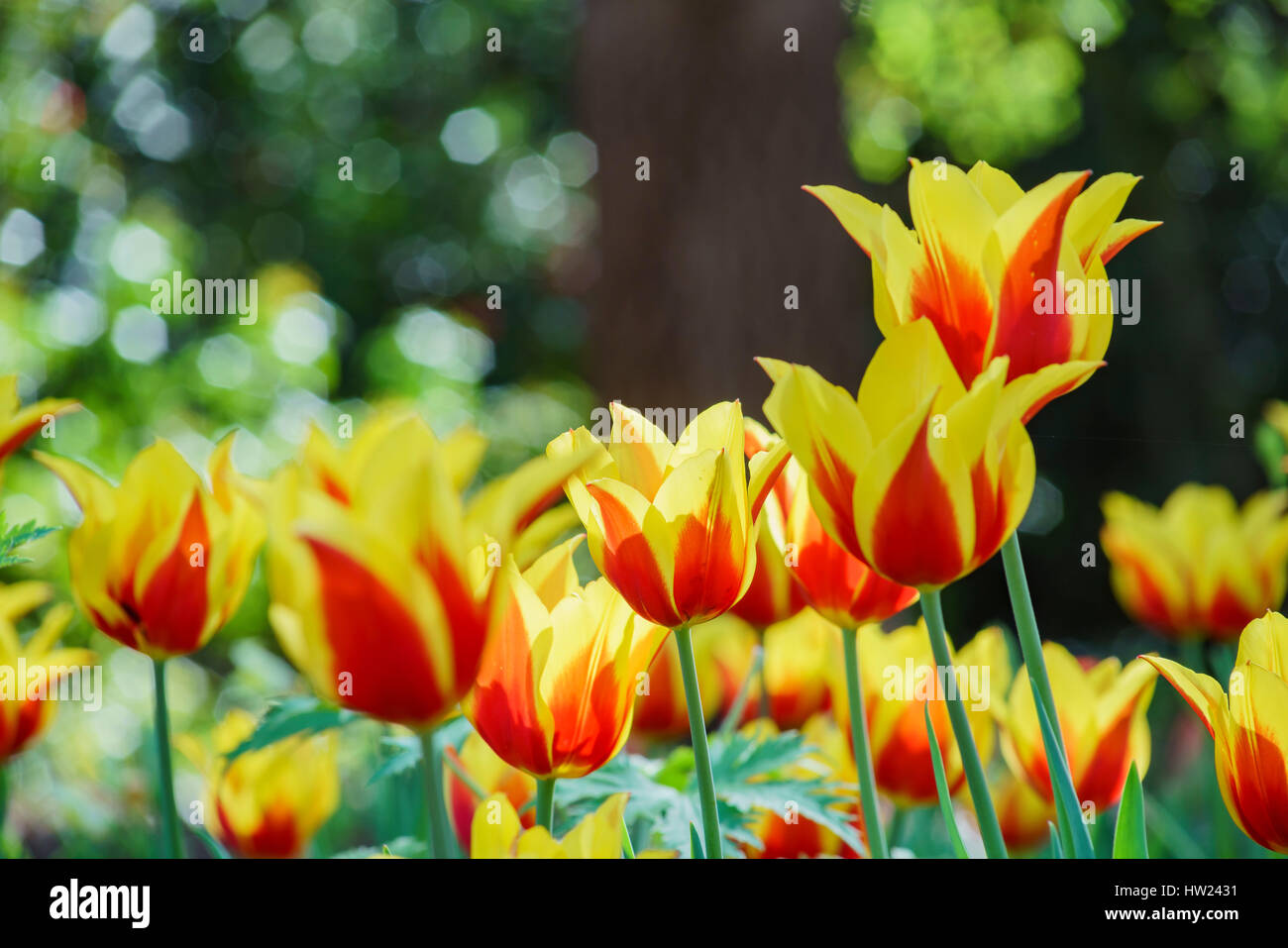 Beautiful tulips blossom descanso garden hi-res stock photography and ...