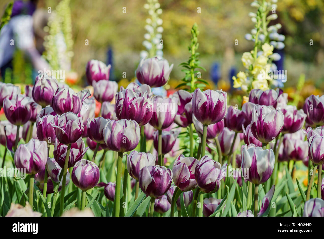 Beautiful tulips blossom descanso garden hi-res stock photography and ...