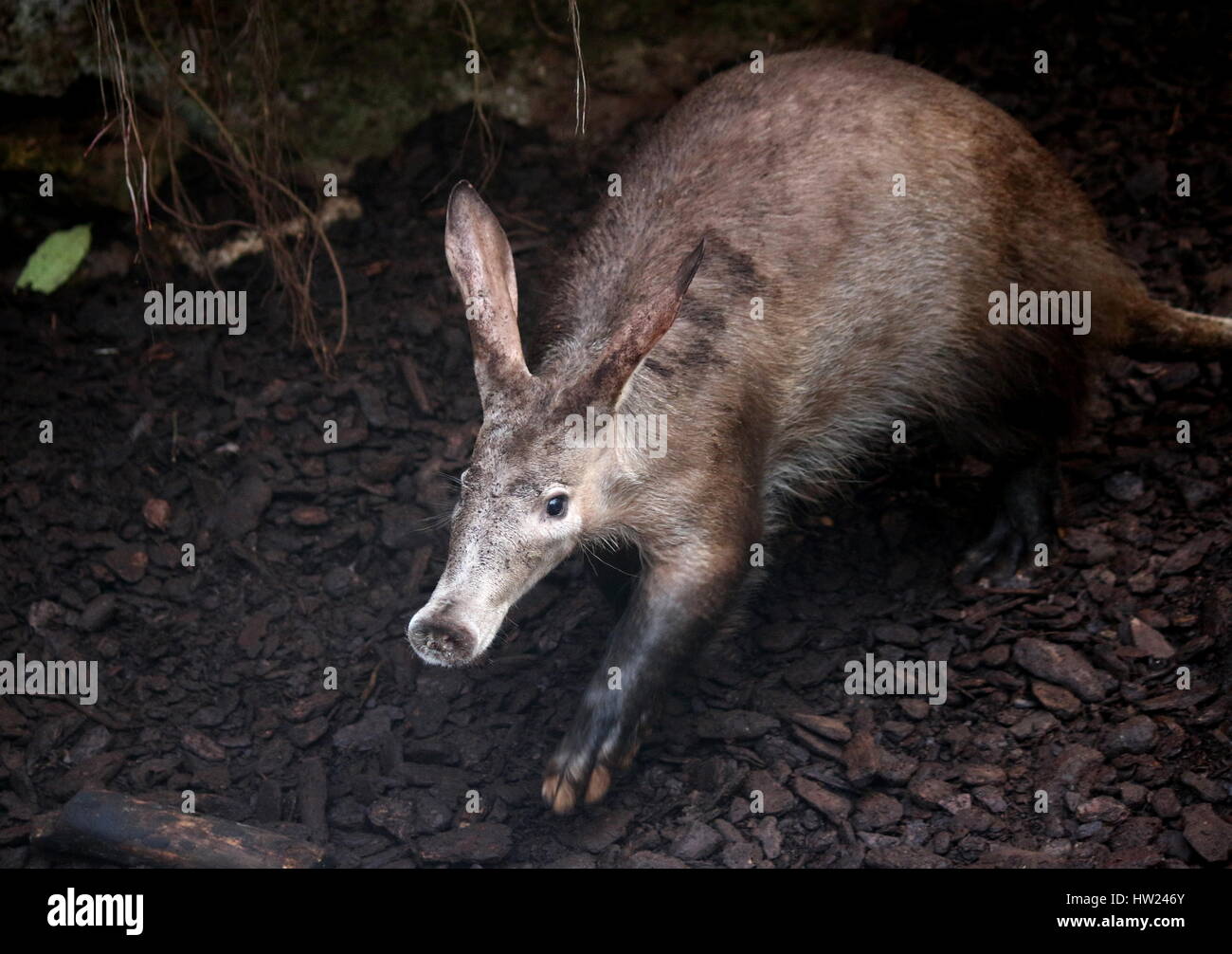 Orycteropus High Resolution Stock Photography and Images - Alamy