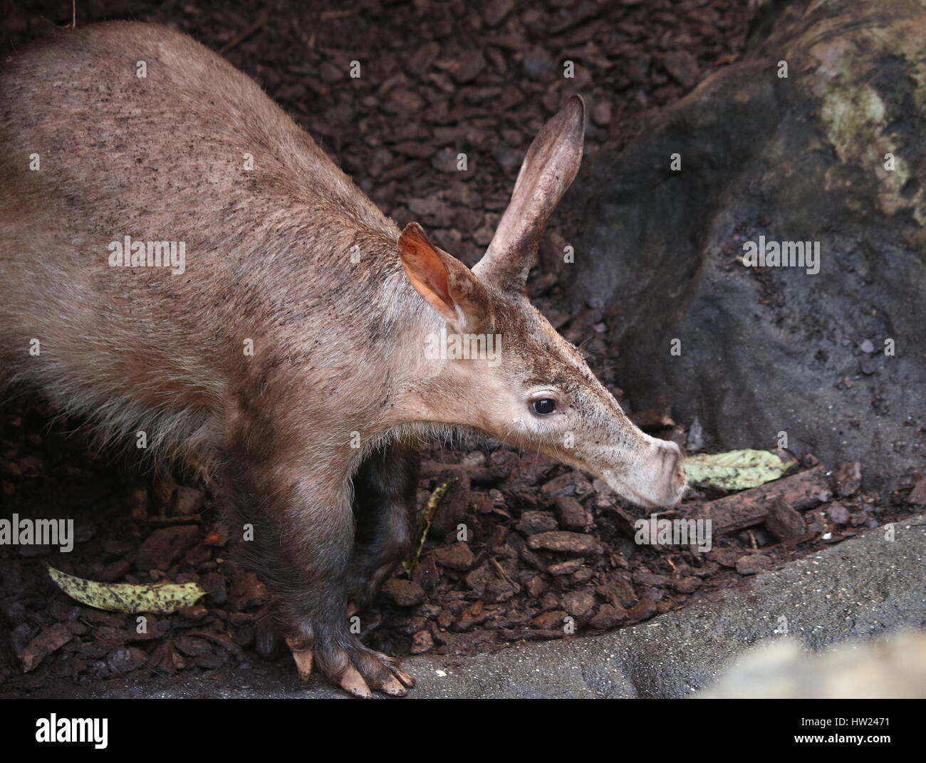 South African Aardvark (Orycteropus afer Stock Photo - Alamy