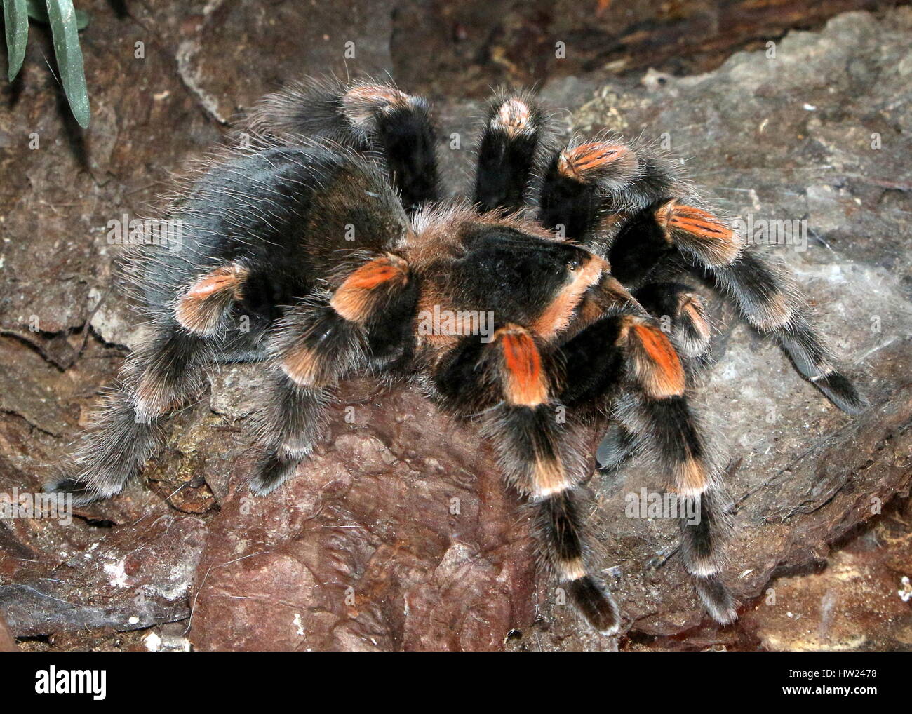 Mexican red knee tarantula hi-res stock photography and images - Alamy
