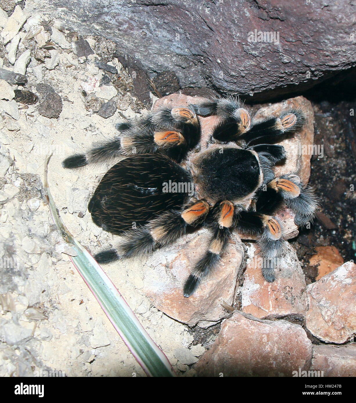 Mexican red kneed tarantula (Brachypelma smithi Stock Photo - Alamy