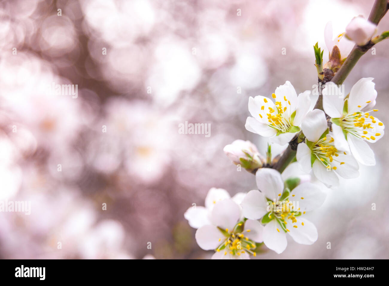 Pink flowers, almond tree branch blossom in spring Stock Photo - Alamy
