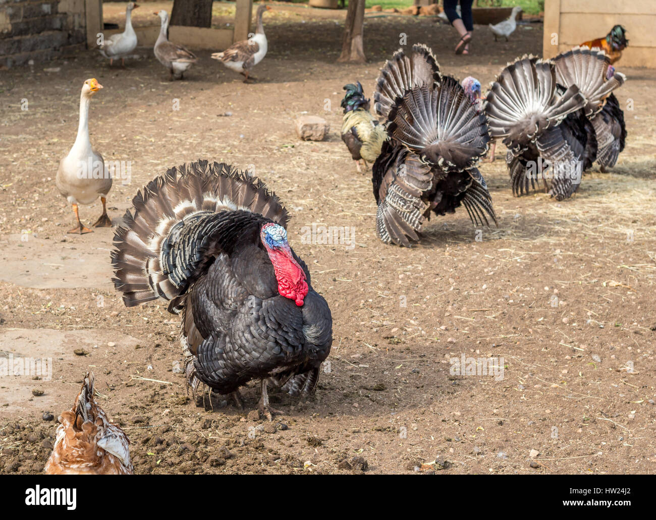 Dusty Bird Stock Photos & Dusty Bird Stock Images - Alamy
