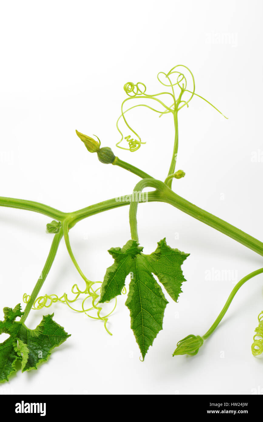 Cucurbita stem hi-res stock photography and images - Alamy