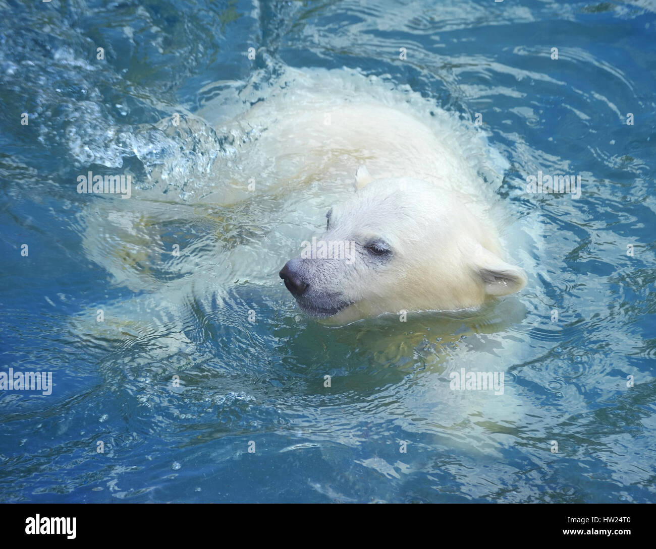 Little white polar bear swimming in the water Stock Photo - Alamy