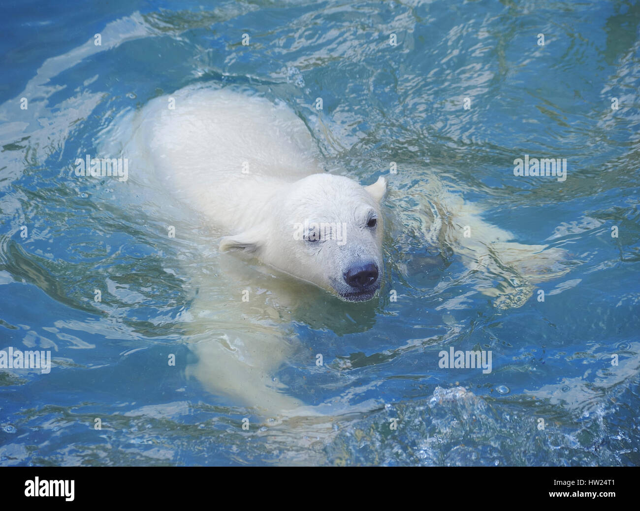 Little white polar bear swimming in the water Stock Photo - Alamy