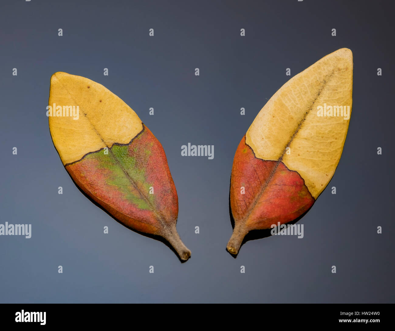 Half colored hi-res stock photography and images - Alamy