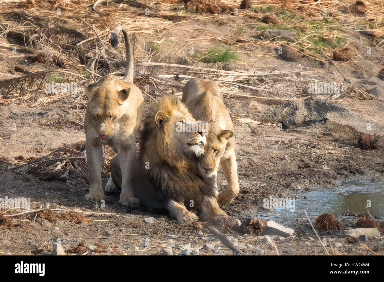 Two male lions side by side hi-res stock photography and images - Alamy