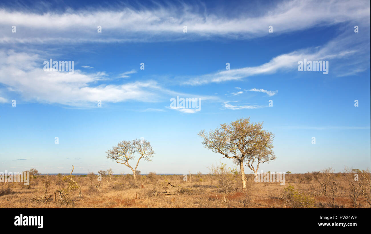 Scrubland bush hi-res stock photography and images - Alamy