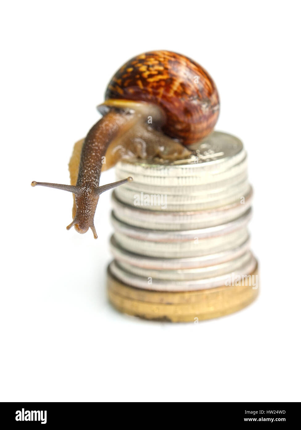 Snail on coins isolated on white background (focus on head Stock Photo ...