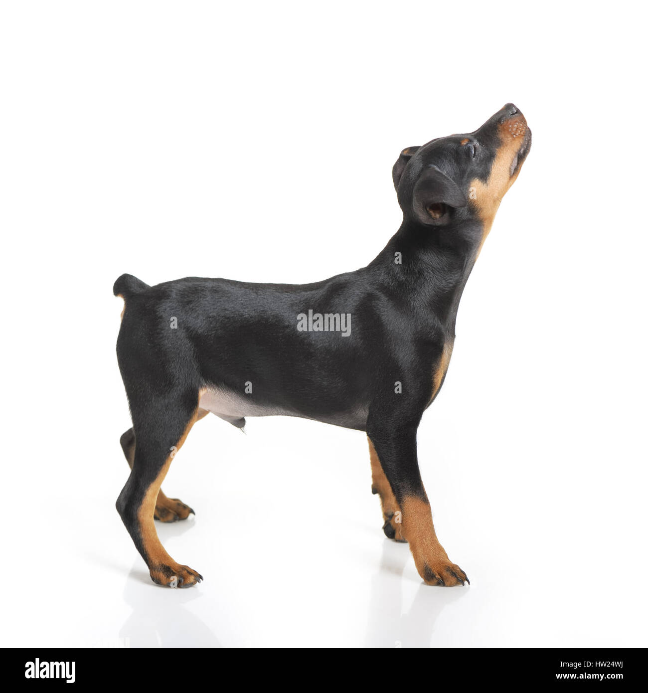 Mini pincher Cut Out Stock Images & Pictures - Alamy