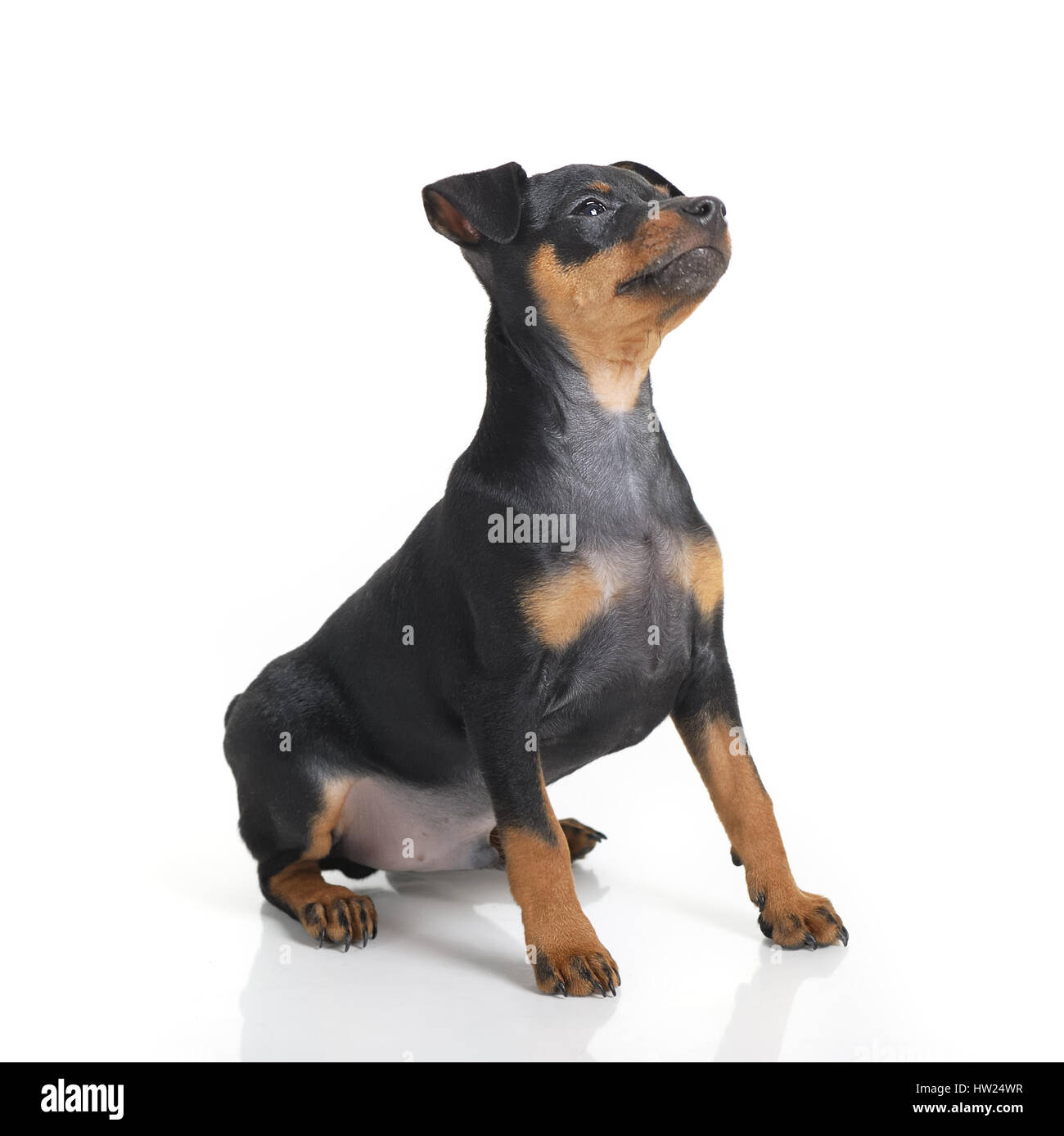 Miniature Pinscher puppy isolated on white Stock Photo - Alamy