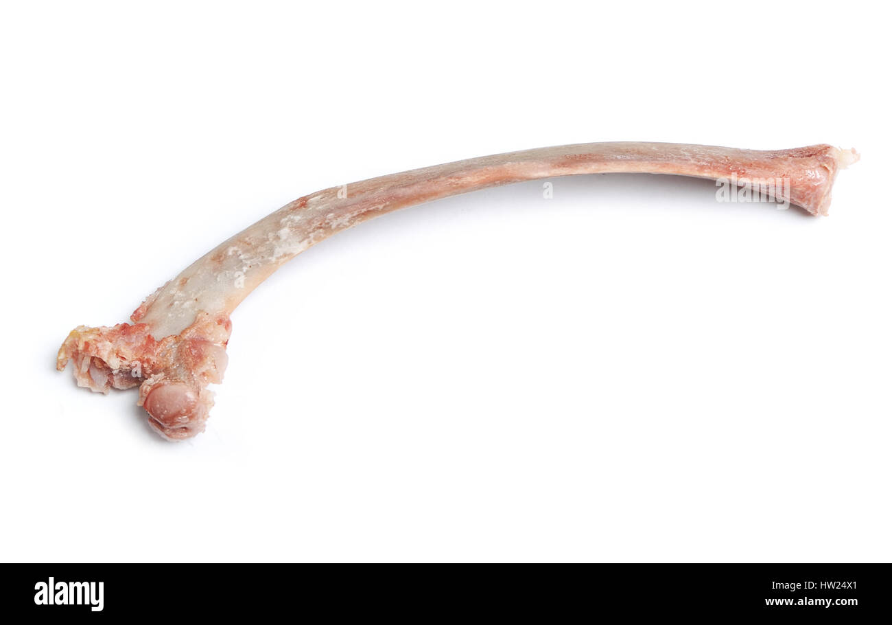 Bone isolated on white background Stock Photo - Alamy