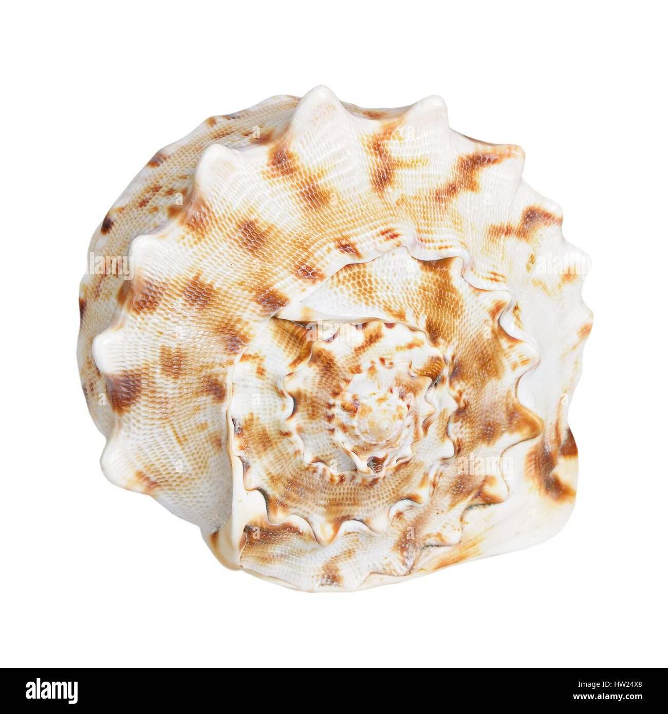 Seashell isolated on white background Stock Photo - Alamy