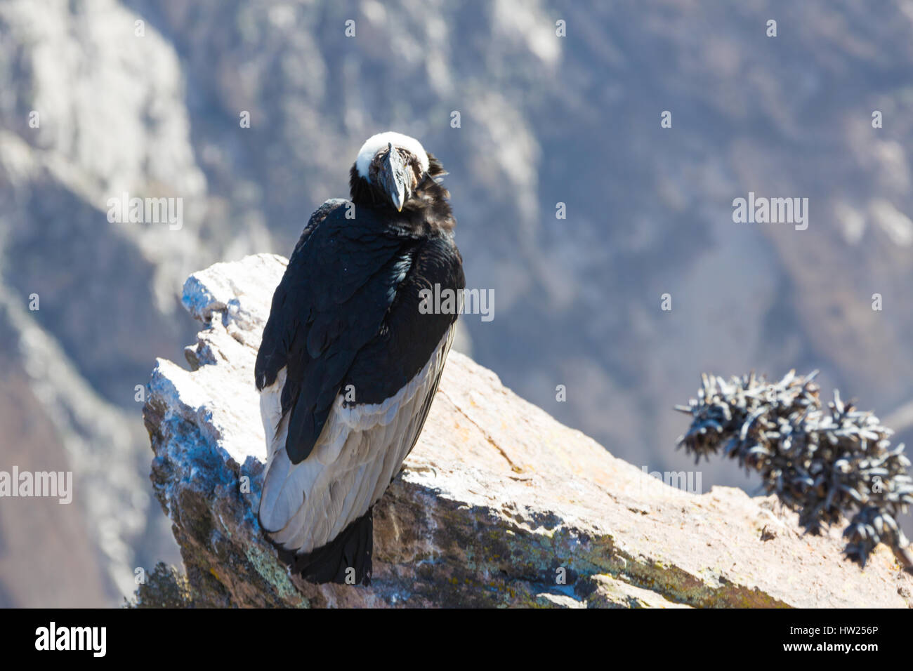 Condor at Colca canyon sitting,Peru,South America. This is a condor the ...
