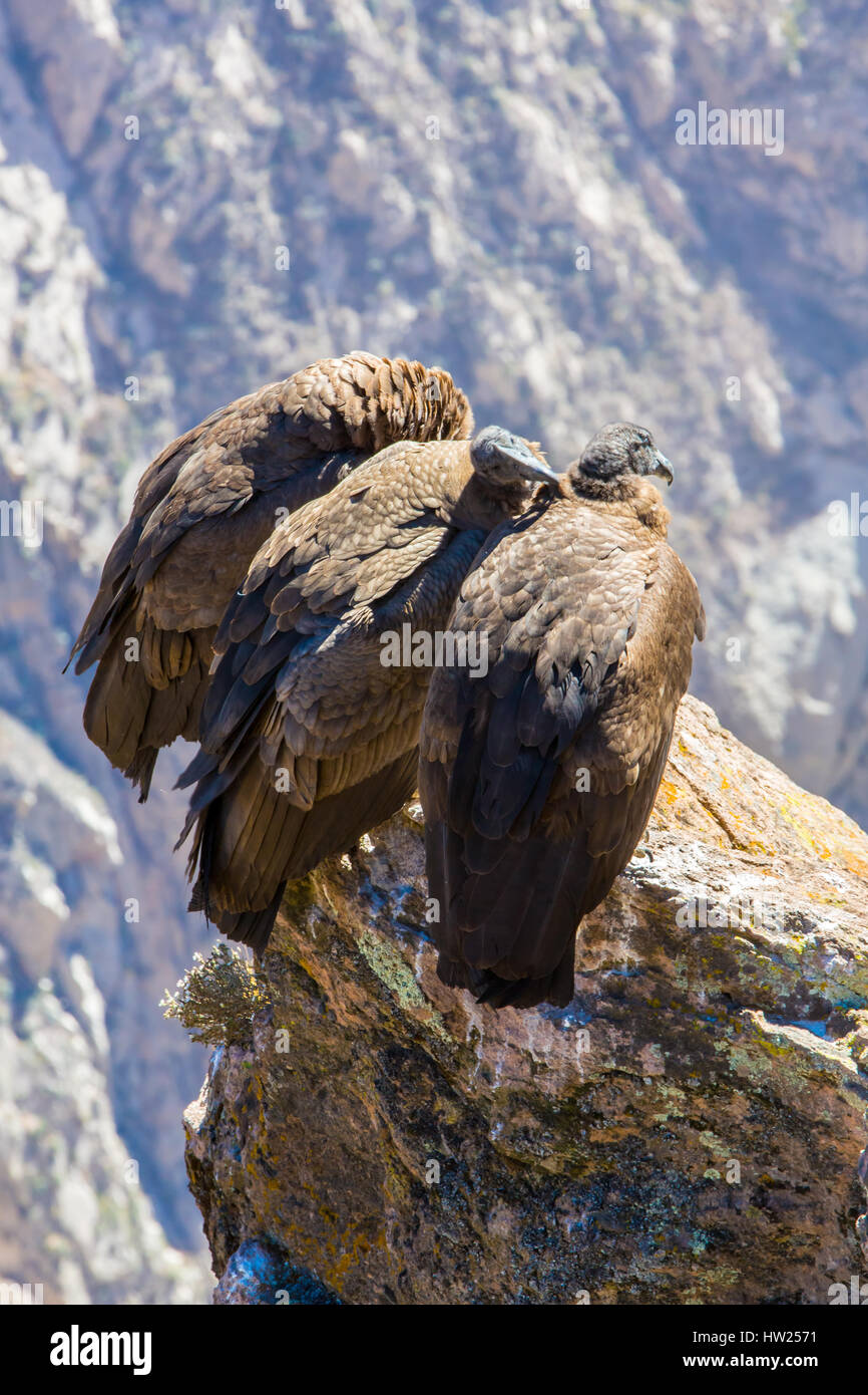 Three Condors at Colca canyon sitting,Peru,South America. This is a ...