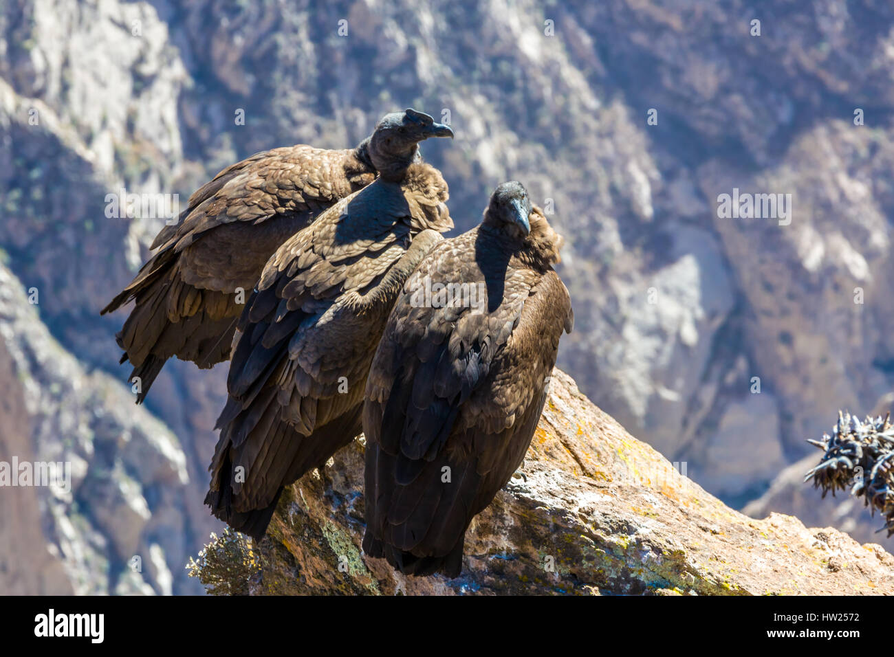Three Condors at Colca canyon sitting,Peru,South America. This is a ...