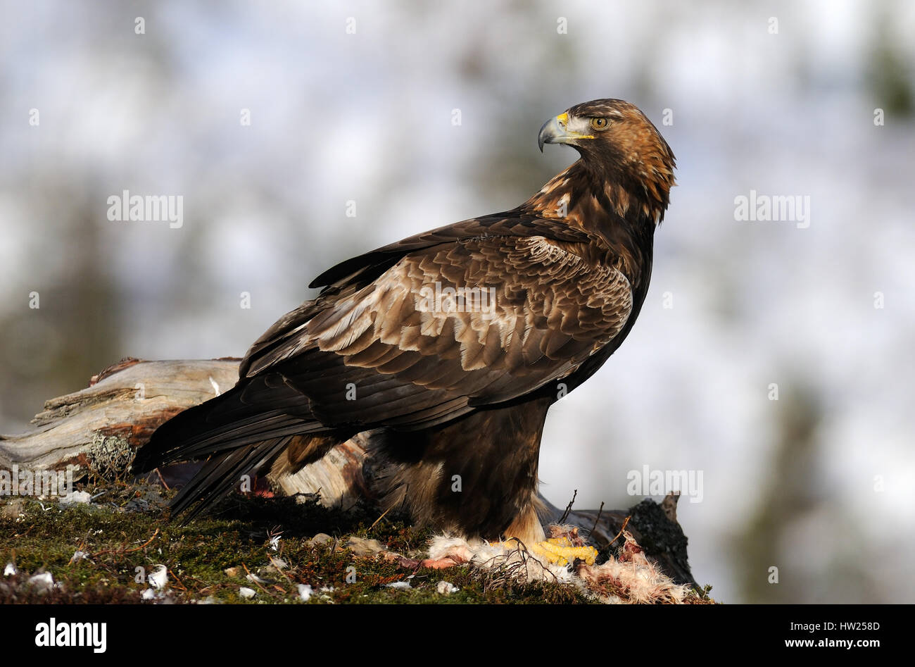 Golden Eagle with prey in the hills near Flatanger in the Province of ...