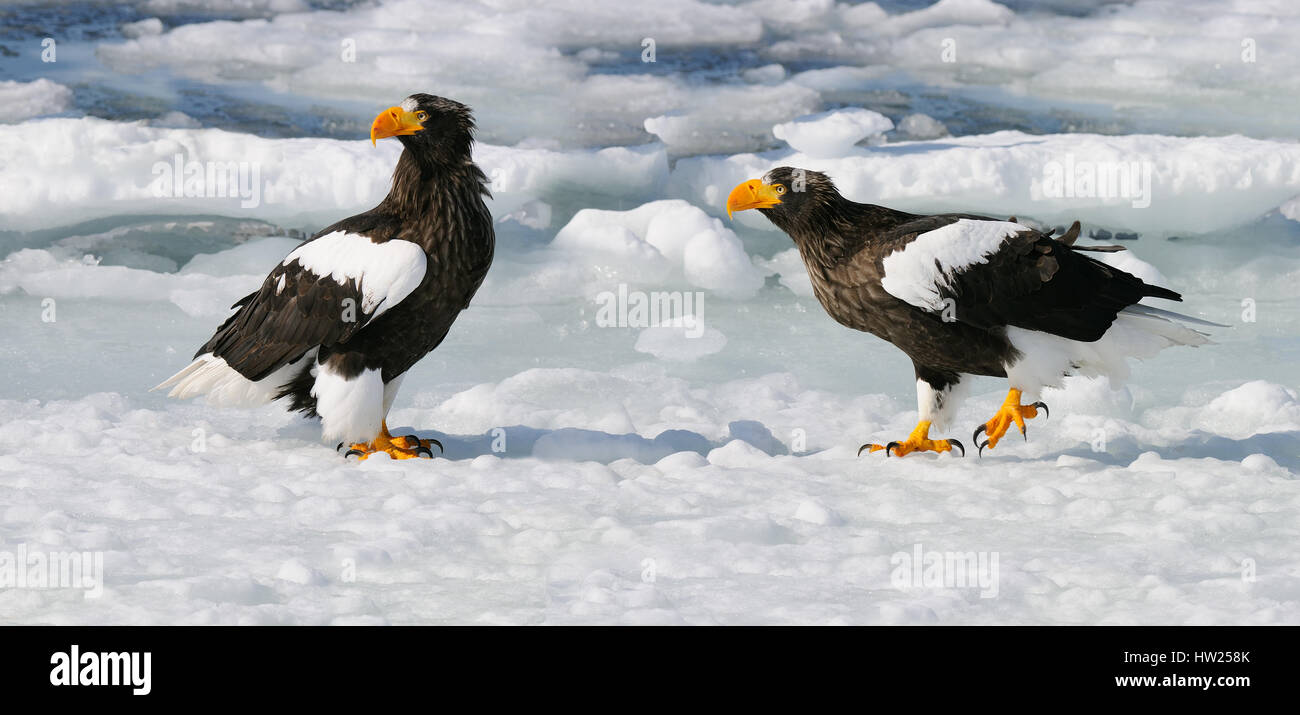 Steller's Sea Eagles on the drifting ice in Nemuro Strait a few miles ...