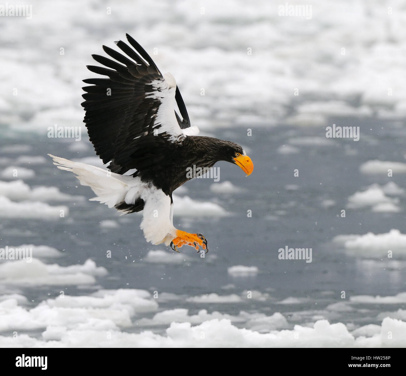 Steller's Sea Eagle in flight above the drifting ice in Nemuro Strait a ...