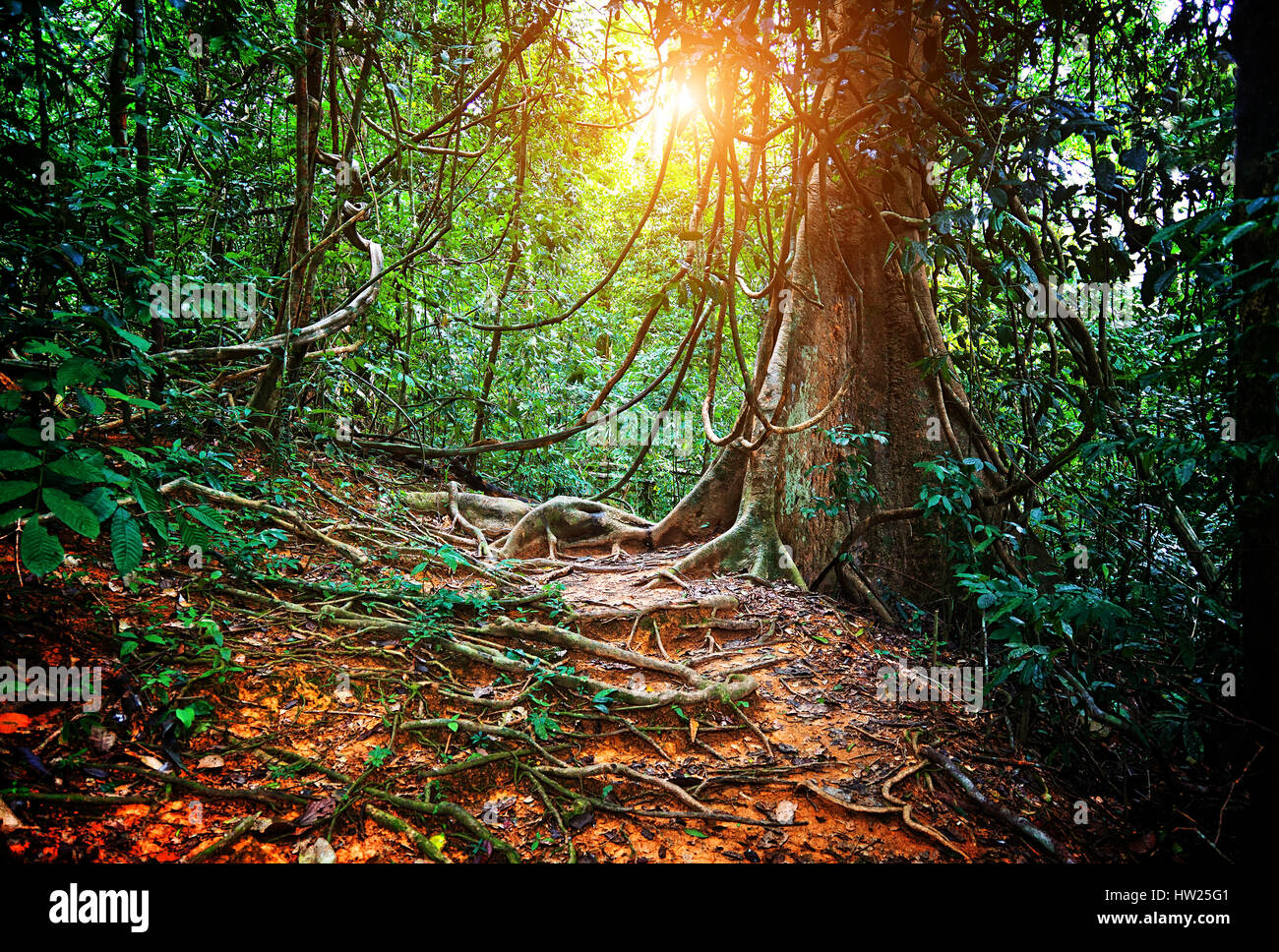 inside jungla in borneo malaysia Stock Photo - Alamy