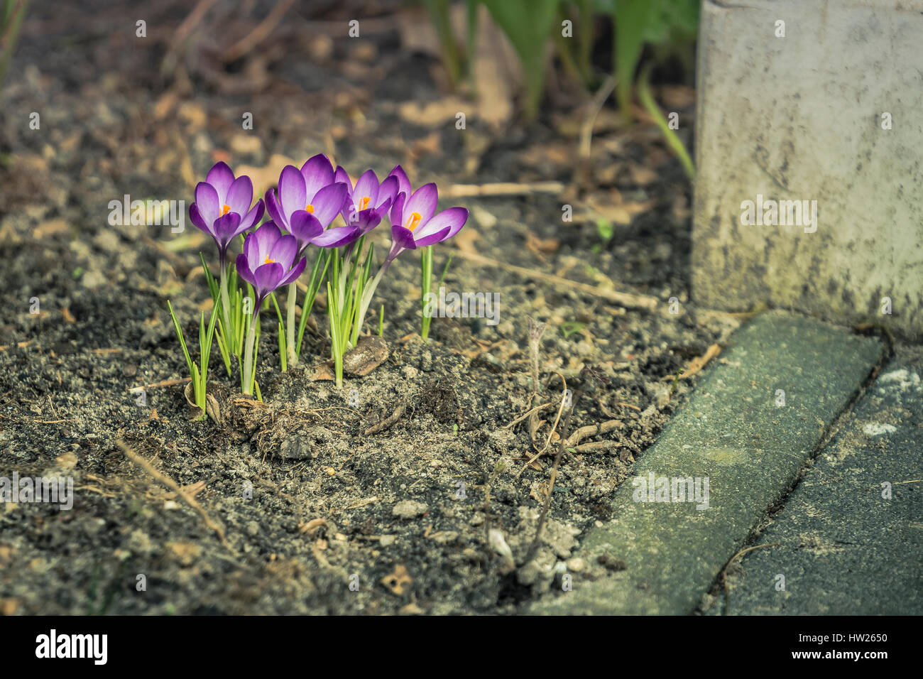 Beautiful Farmer Crocus on the street - March 2017, Groningen ...