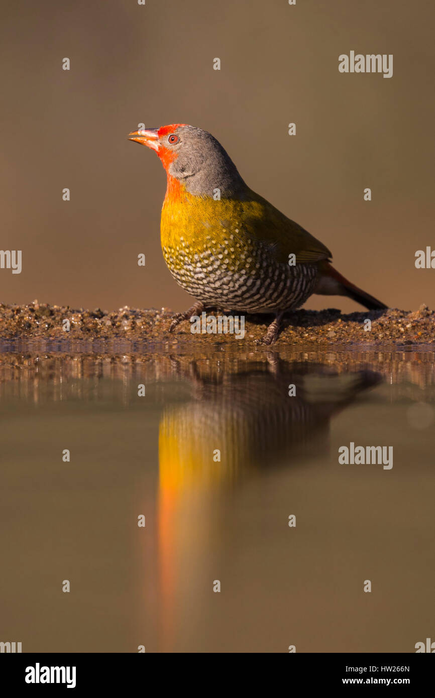 Green-winged pytilia (Pytilia melba), Zimanga private game reserve ...