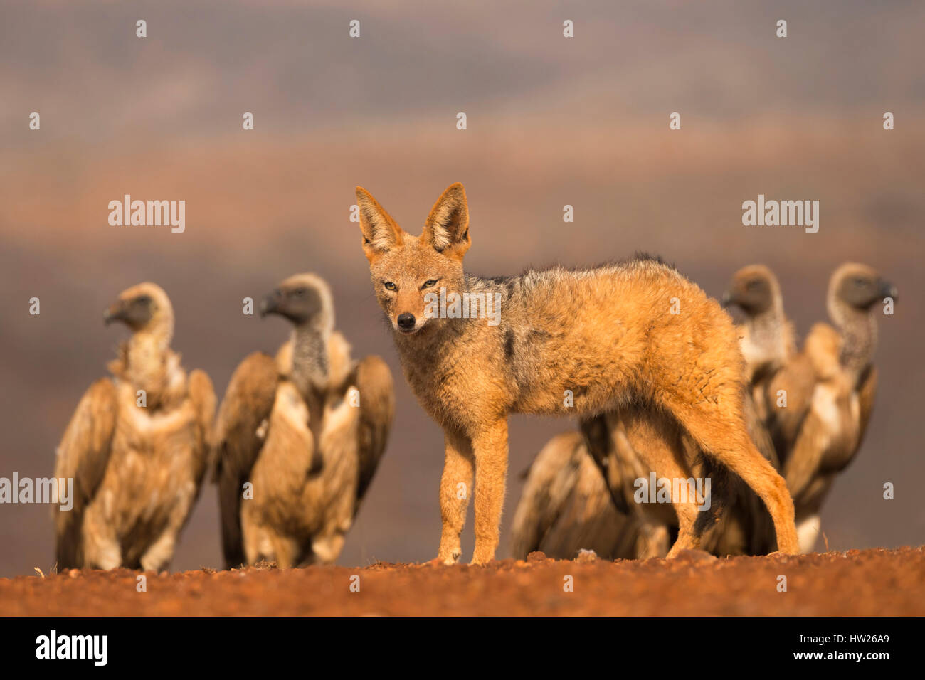 Black backed vulture hi-res stock photography and images - Alamy