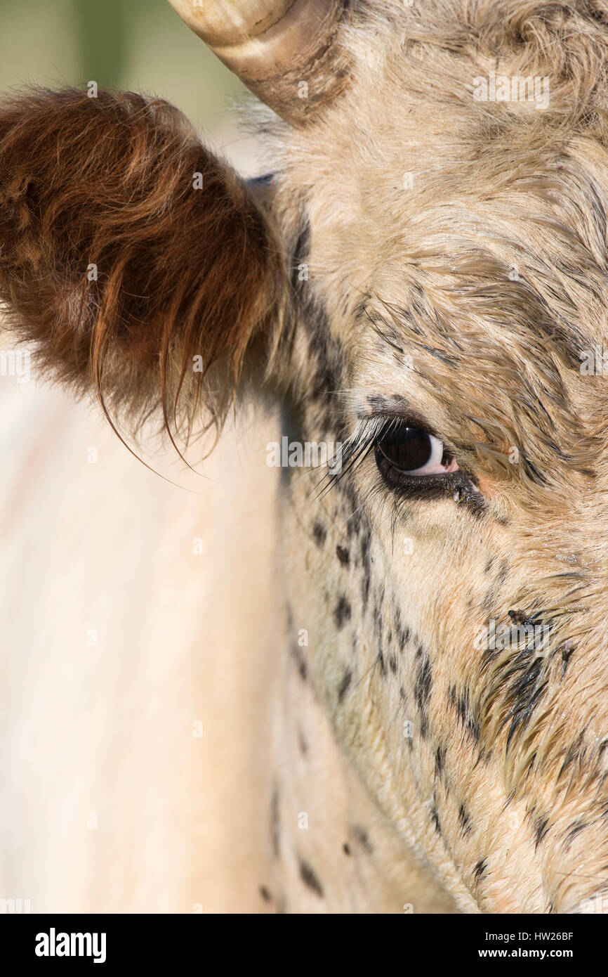 Wild Cattle Of Chillingham High Resolution Stock Photography and Images ...