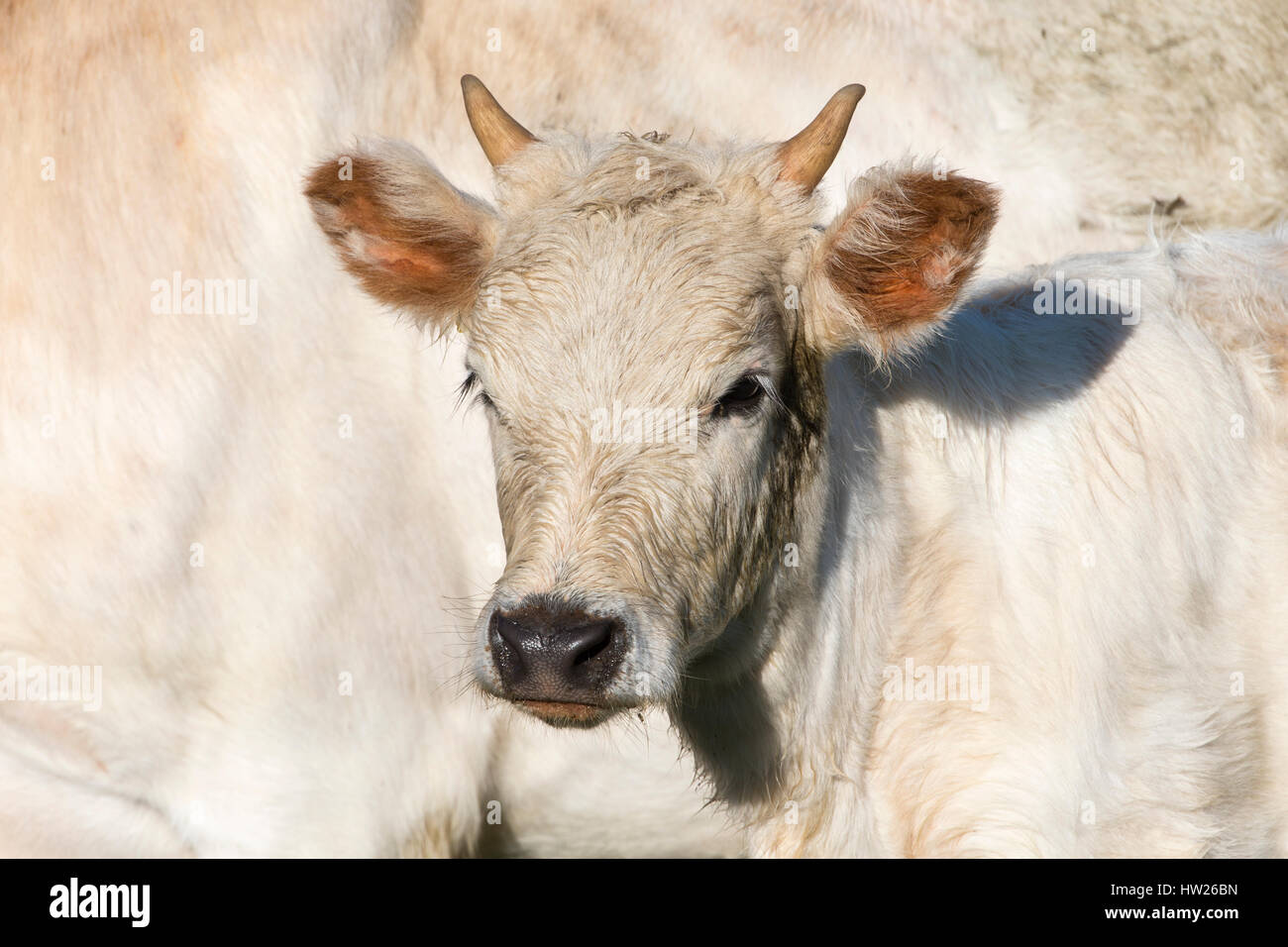 Inbreeding High Resolution Stock Photography and Images - Alamy