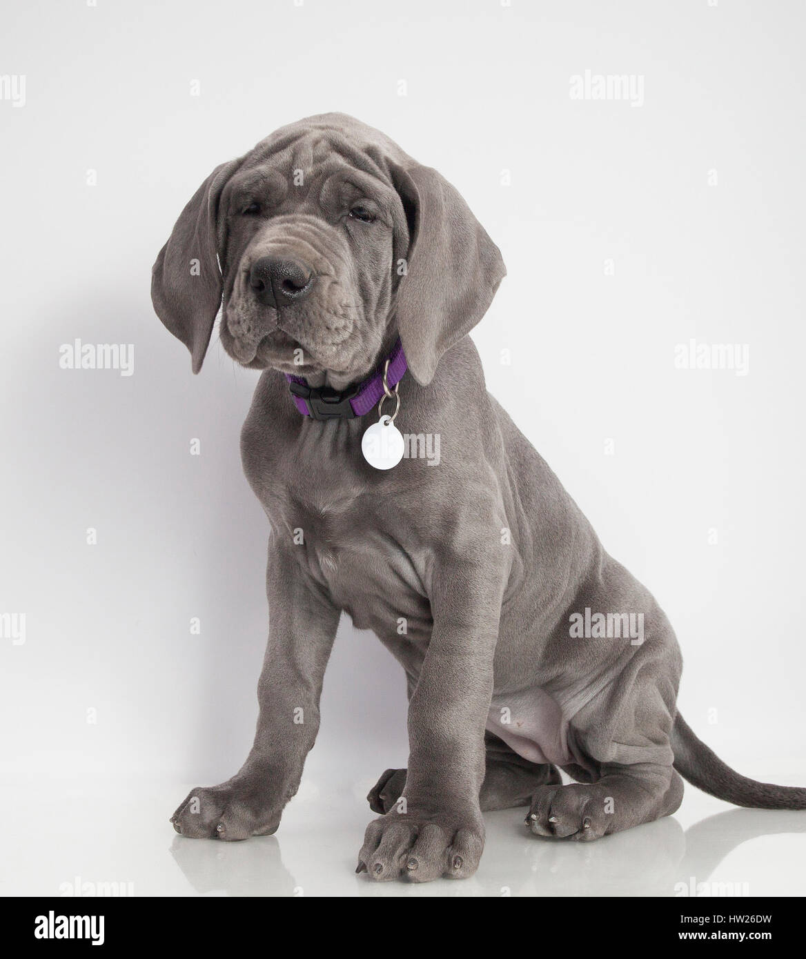 Gray Great Dane puppy sitting nicely on a white background Stock Photo ...
