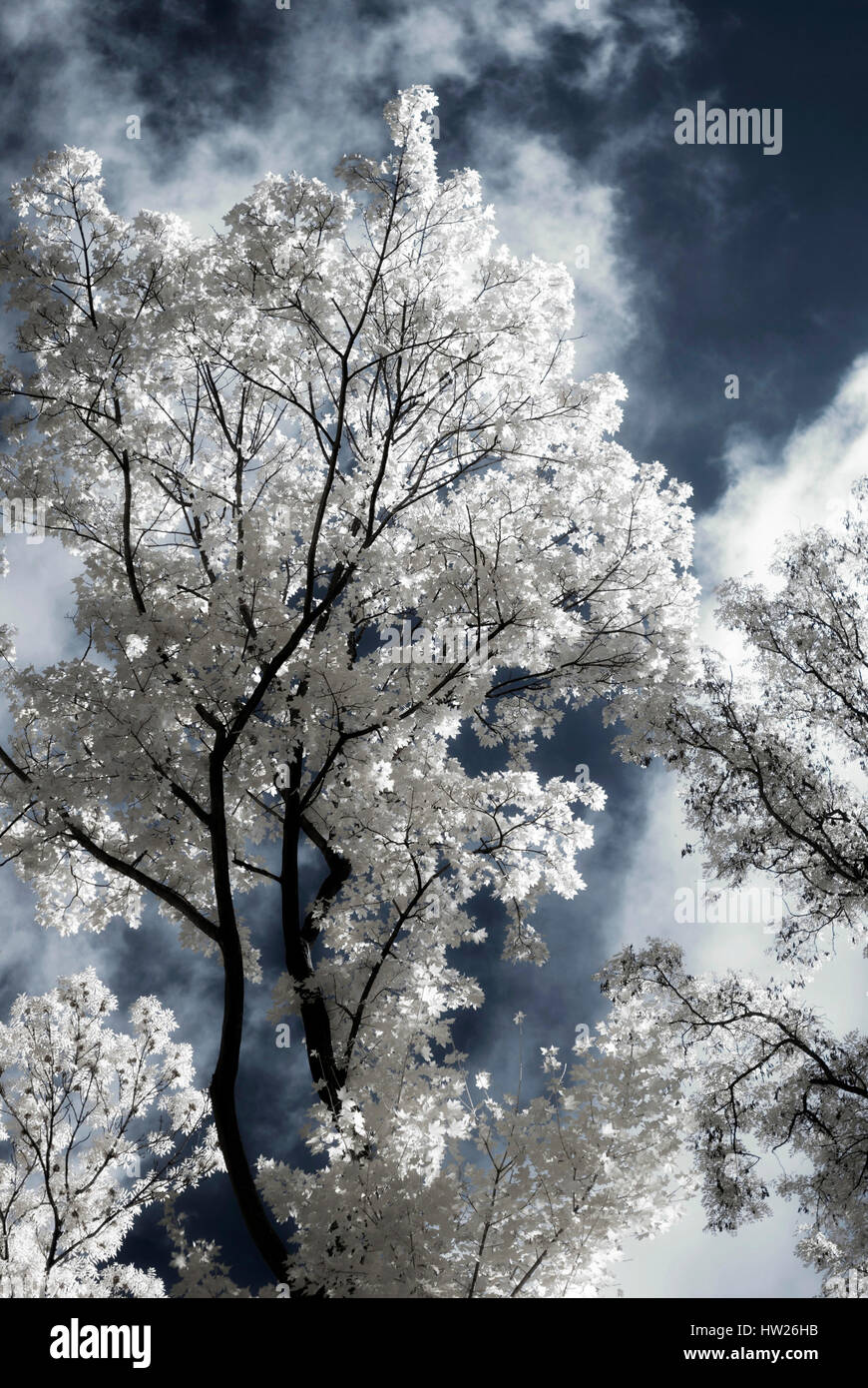 Infrared nature hi-res stock photography and images - Alamy