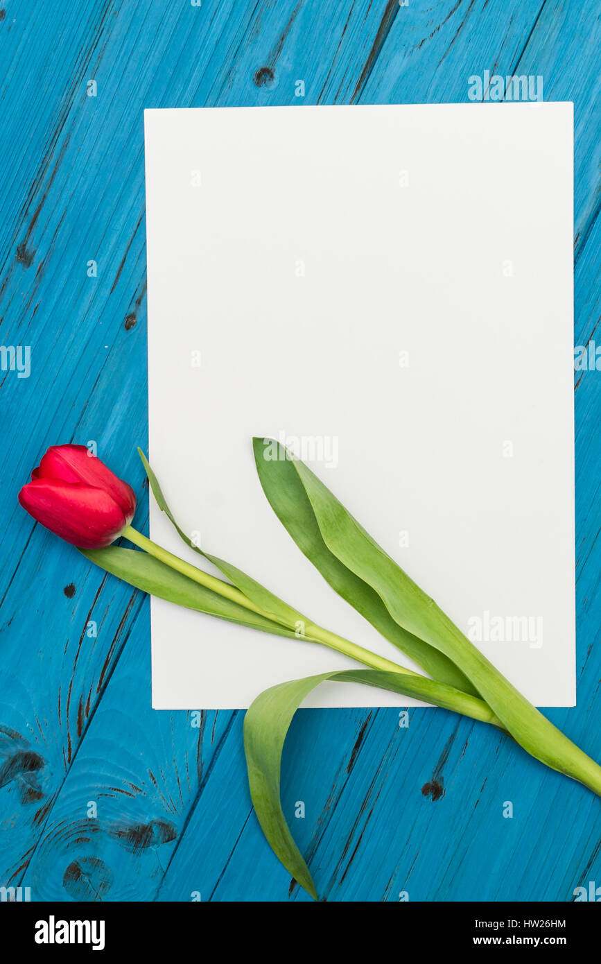 red tulip on a blue wooden board Stock Photo - Alamy
