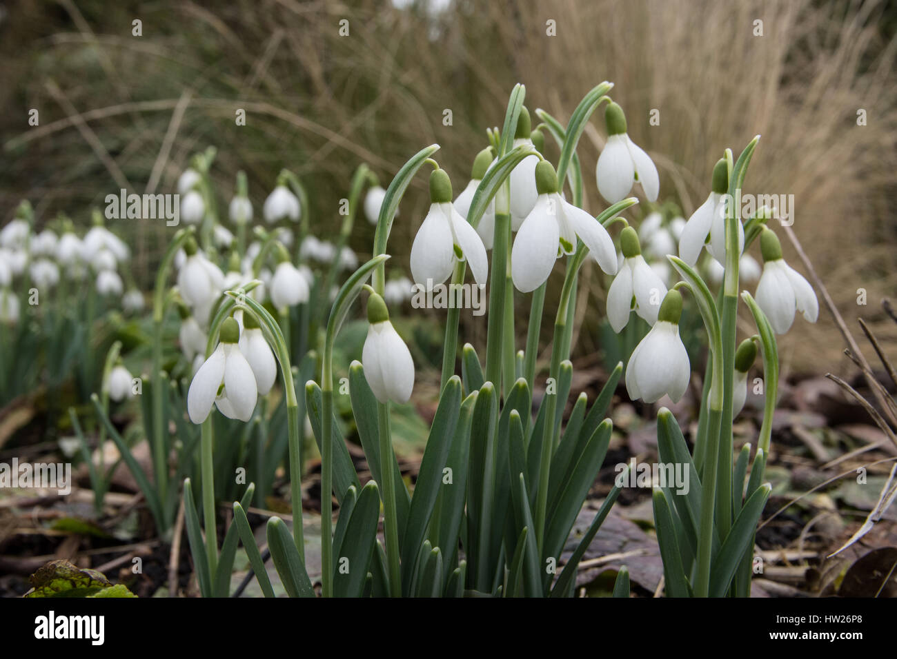 Galanthus border hi-res stock photography and images - Alamy